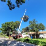 GBA Tree Service: Tree Removal & Trimming | ISA Arborists