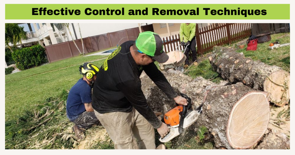 How to Prevent Invasive Plants from Spreading: Effective Removal Techniques