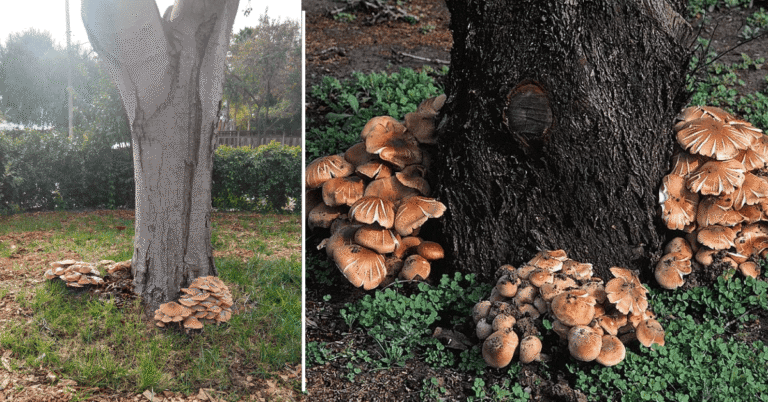 7 Warning Signs Your Tree Could Fall: Protect Your Home in Tampa ...